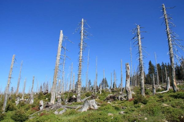 Piogge acide: cause, formazione, effetti ambiente e salute